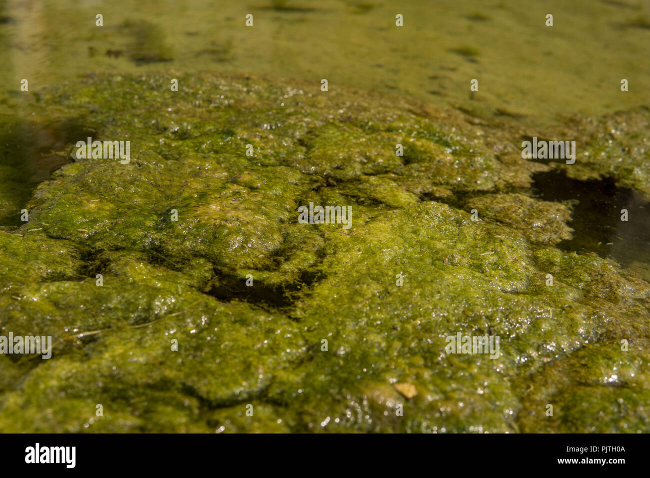 close up of a green algae in a water Stock Photo - Alamy