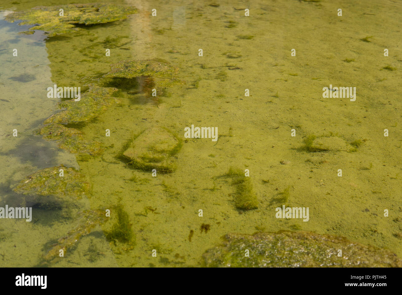 close up of a green algae in a water Stock Photo - Alamy