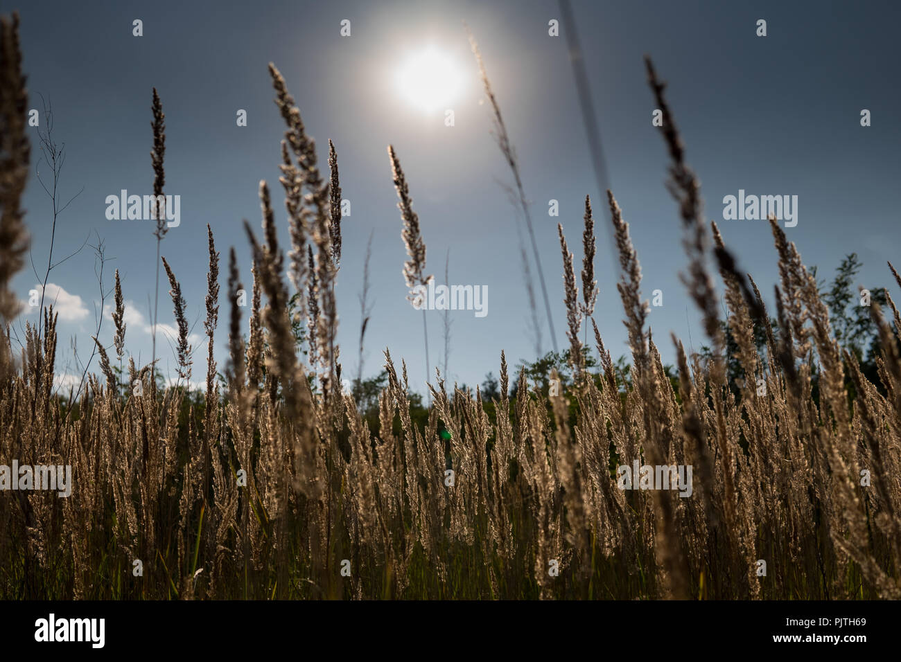 Species of tall grass in a field during sunset Stock Photo - Alamy