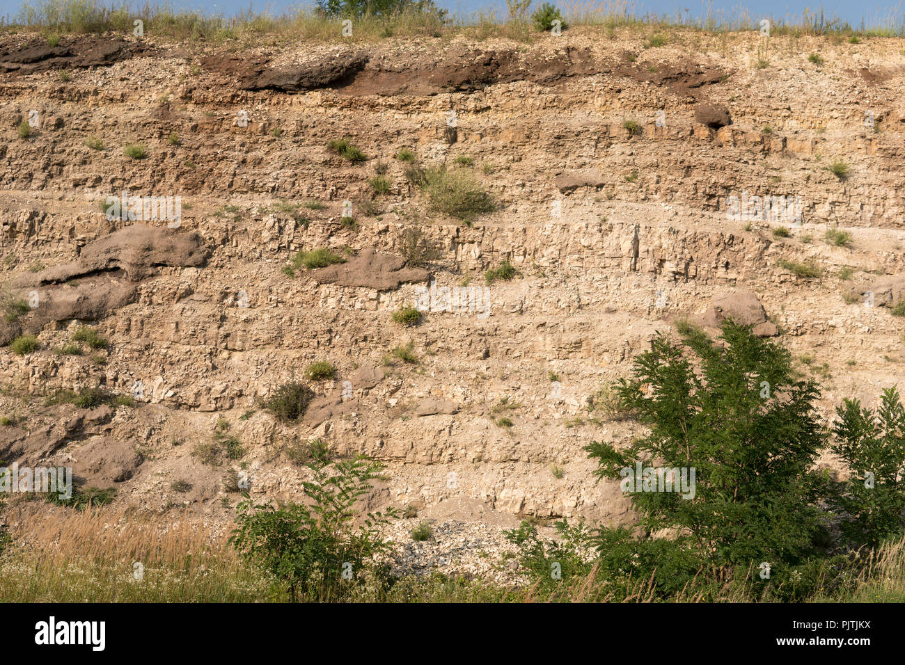 close up of geological outcrop of limestone which was a former ...