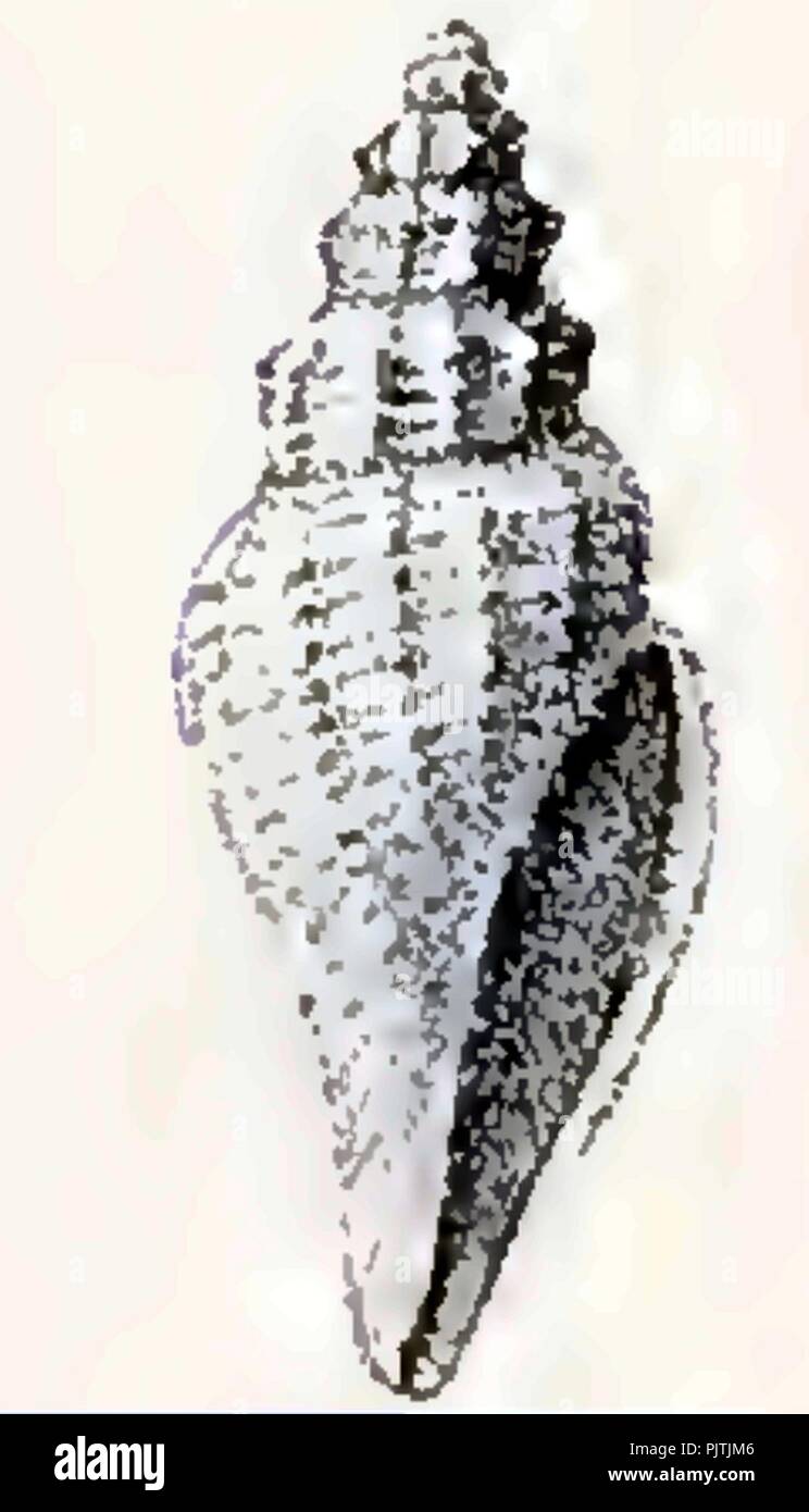 Bela barbiton 001 Stock Photo - Alamy