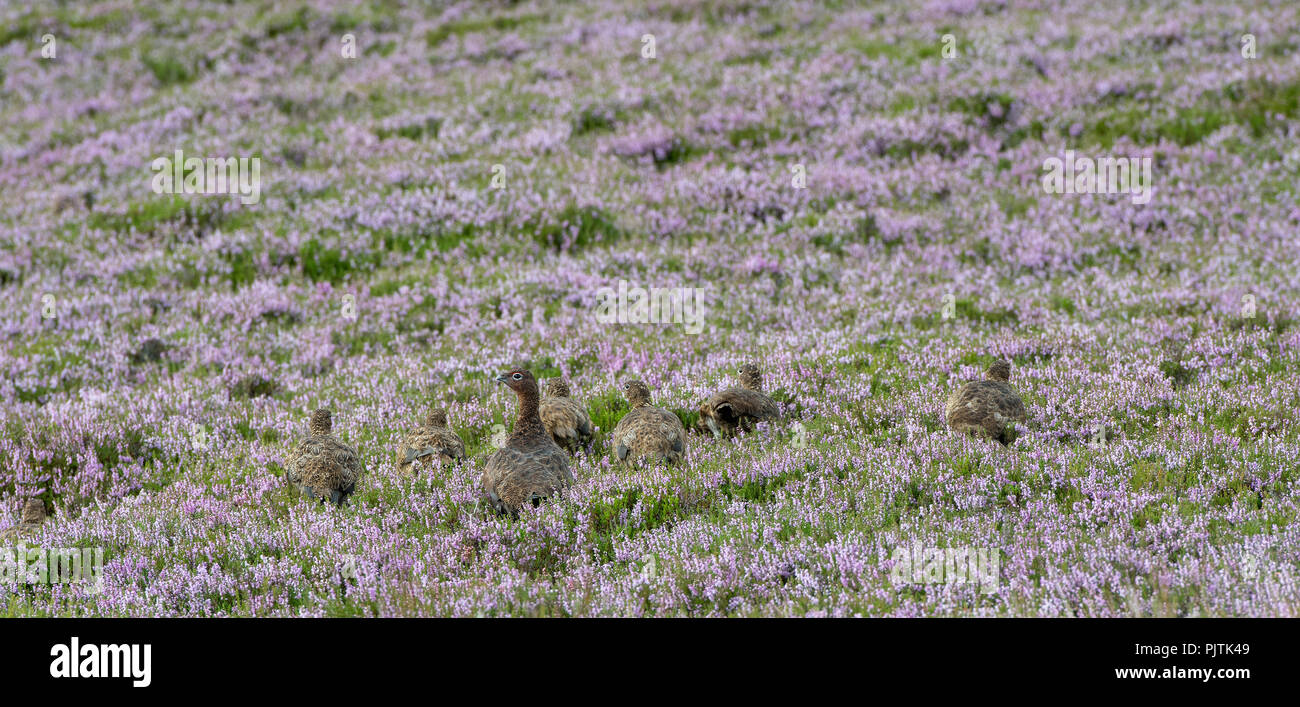 Red Grouse, Lagopus lagopus scotica, with a brood of chicks on a ...