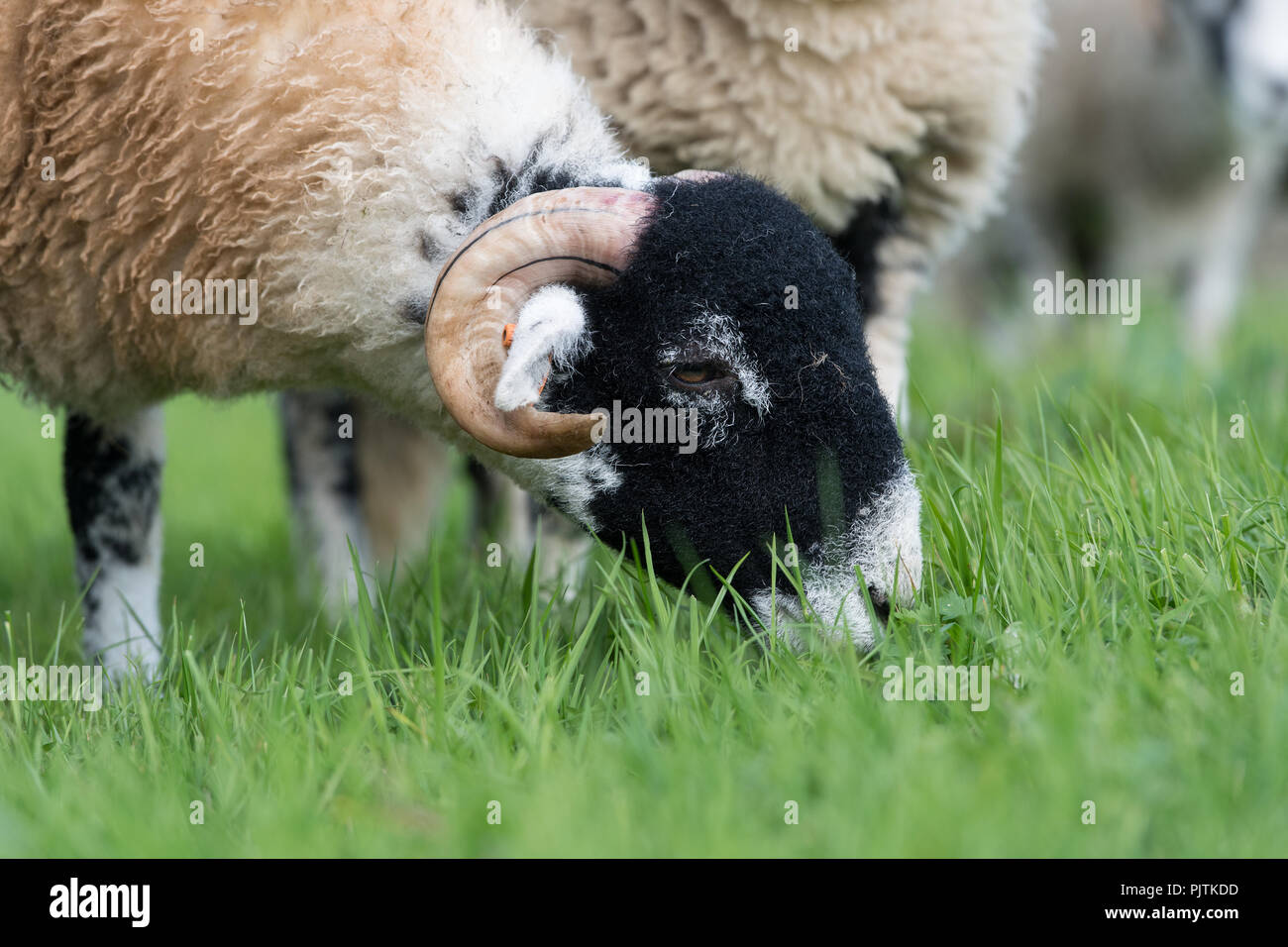 Sheep Eating Close Up High Resolution Stock Photography and Images - Alamy