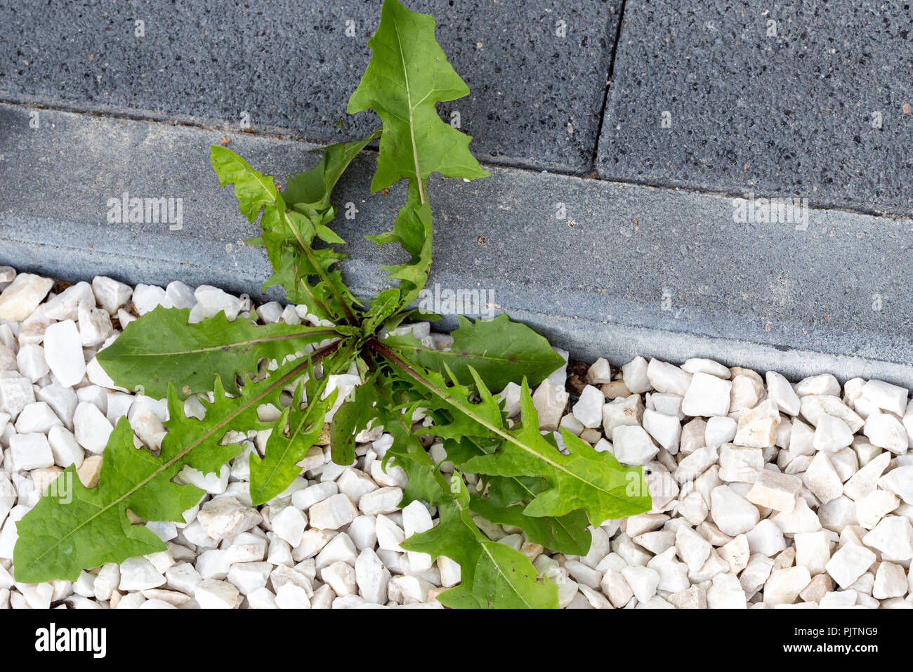Green dandelion weed growing in white stones at paving slabs in garden ...