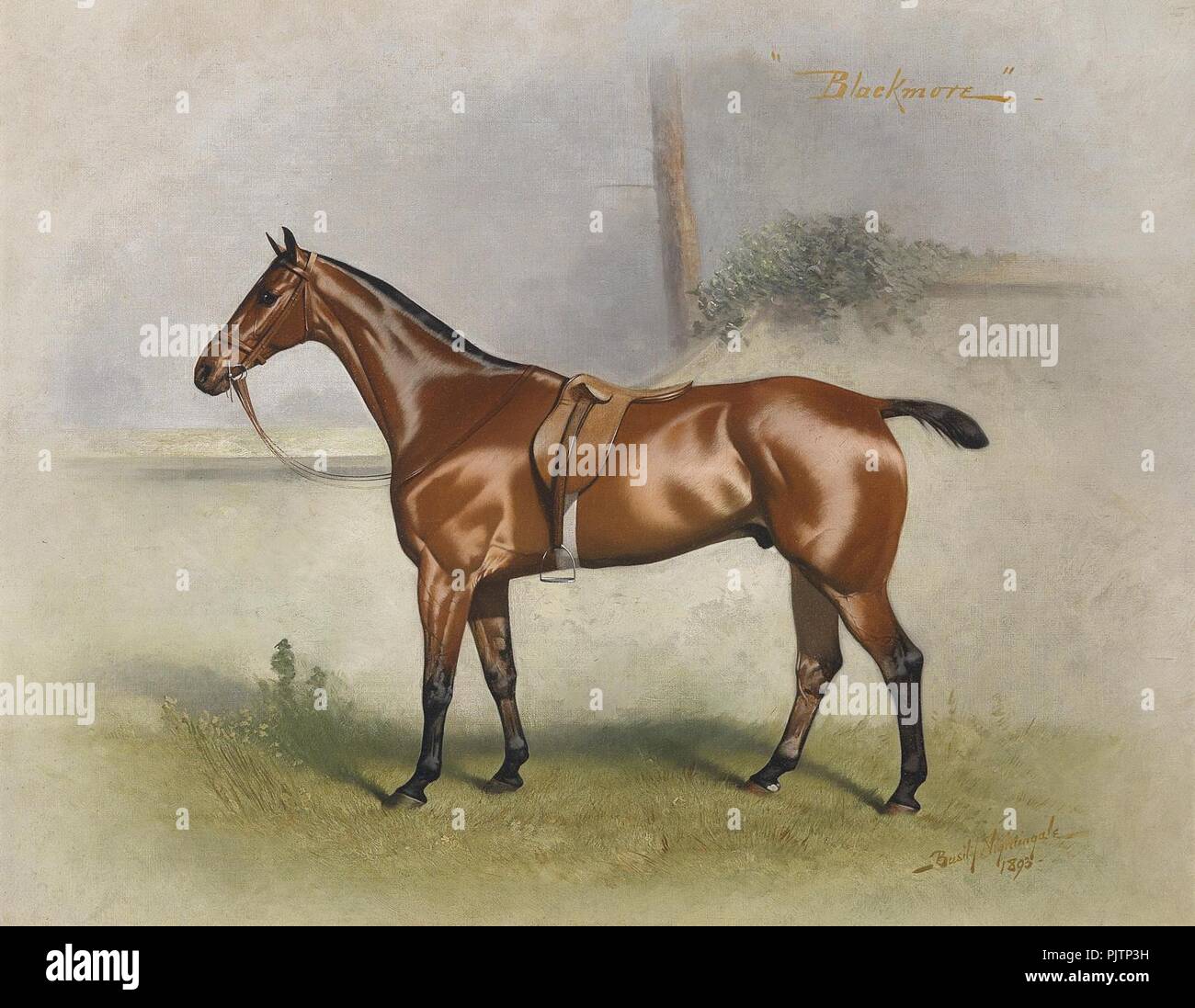 Basil James Nightingale horse portrait Blacmore 1893 Stock Photo - Alamy