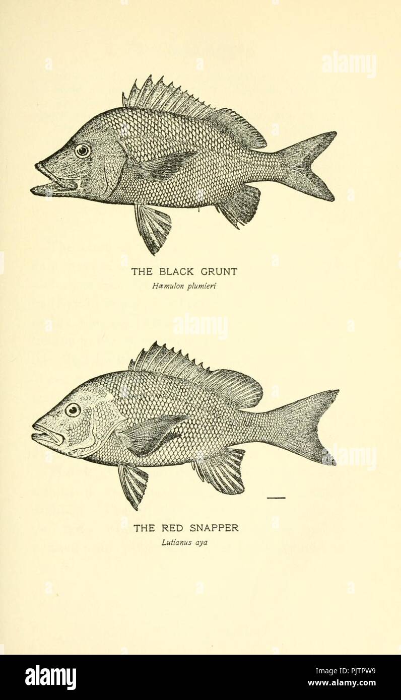 Bass, pike, perch and others (Plate- Black Grunt, Red Snapper Stock ...