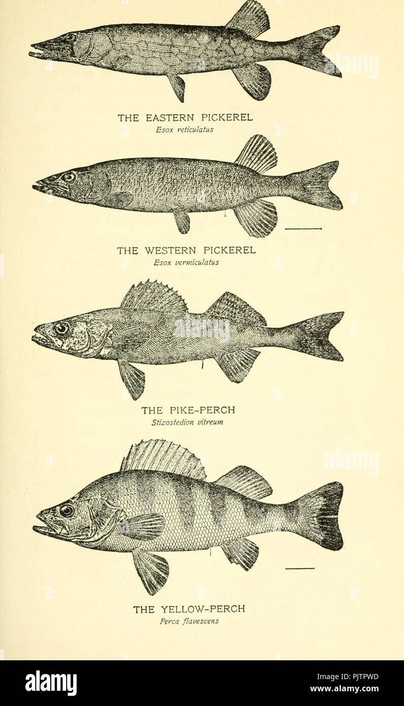 Bass, pike, perch and others (Plate- Four Pickerel and Pe Stock Photo ...