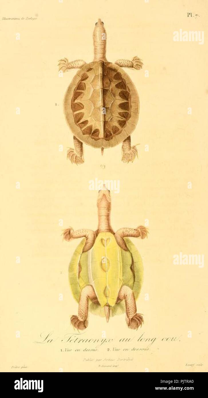 Batagur baska hi-res stock photography and images - Alamy