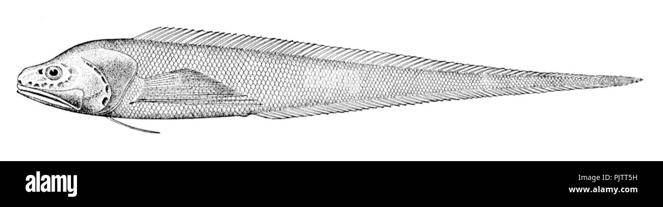 Bathyonus laticeps hi-res stock photography and images - Alamy