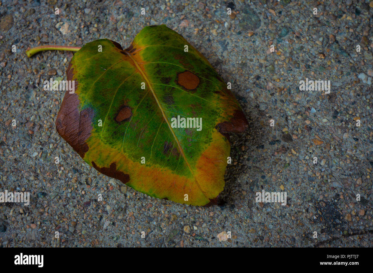 Wilt hi-res stock photography and images - Alamy