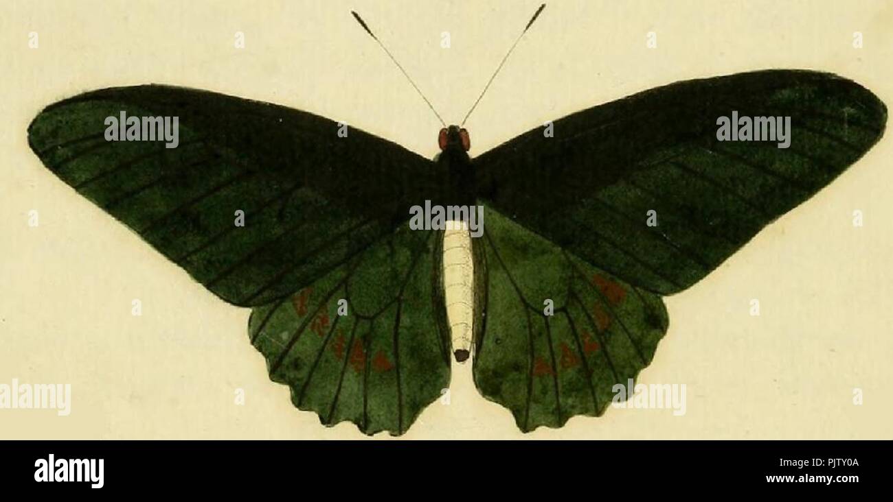 Belus hi-res stock photography and images - Alamy