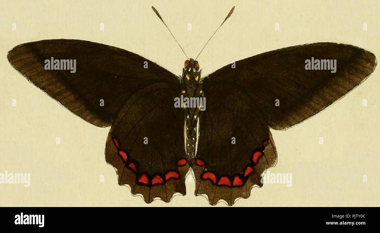 Belus hi-res stock photography and images - Alamy