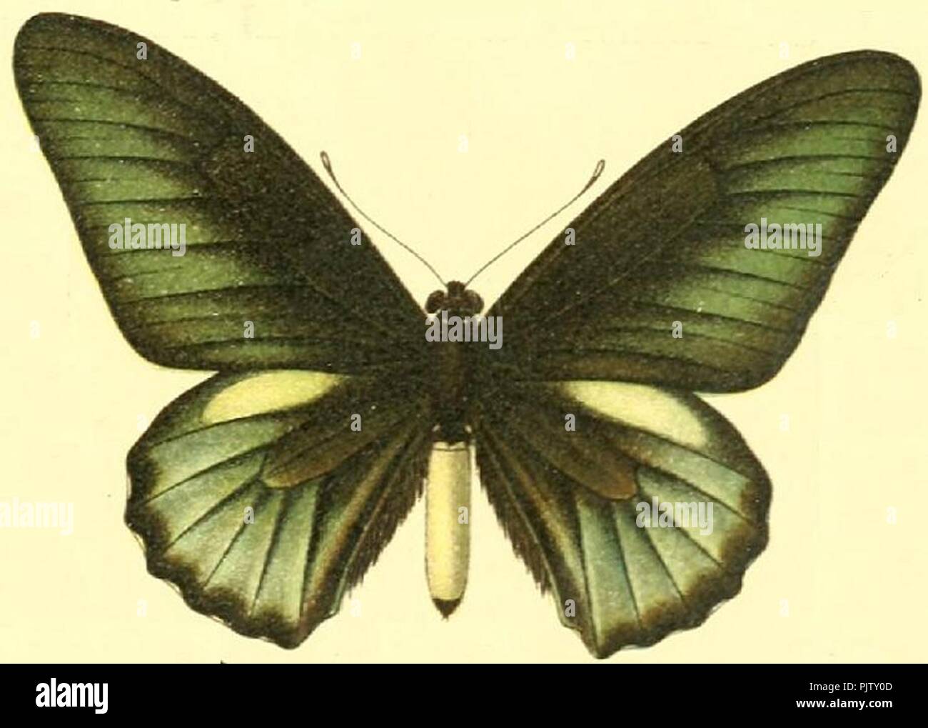 Belus hi-res stock photography and images - Alamy