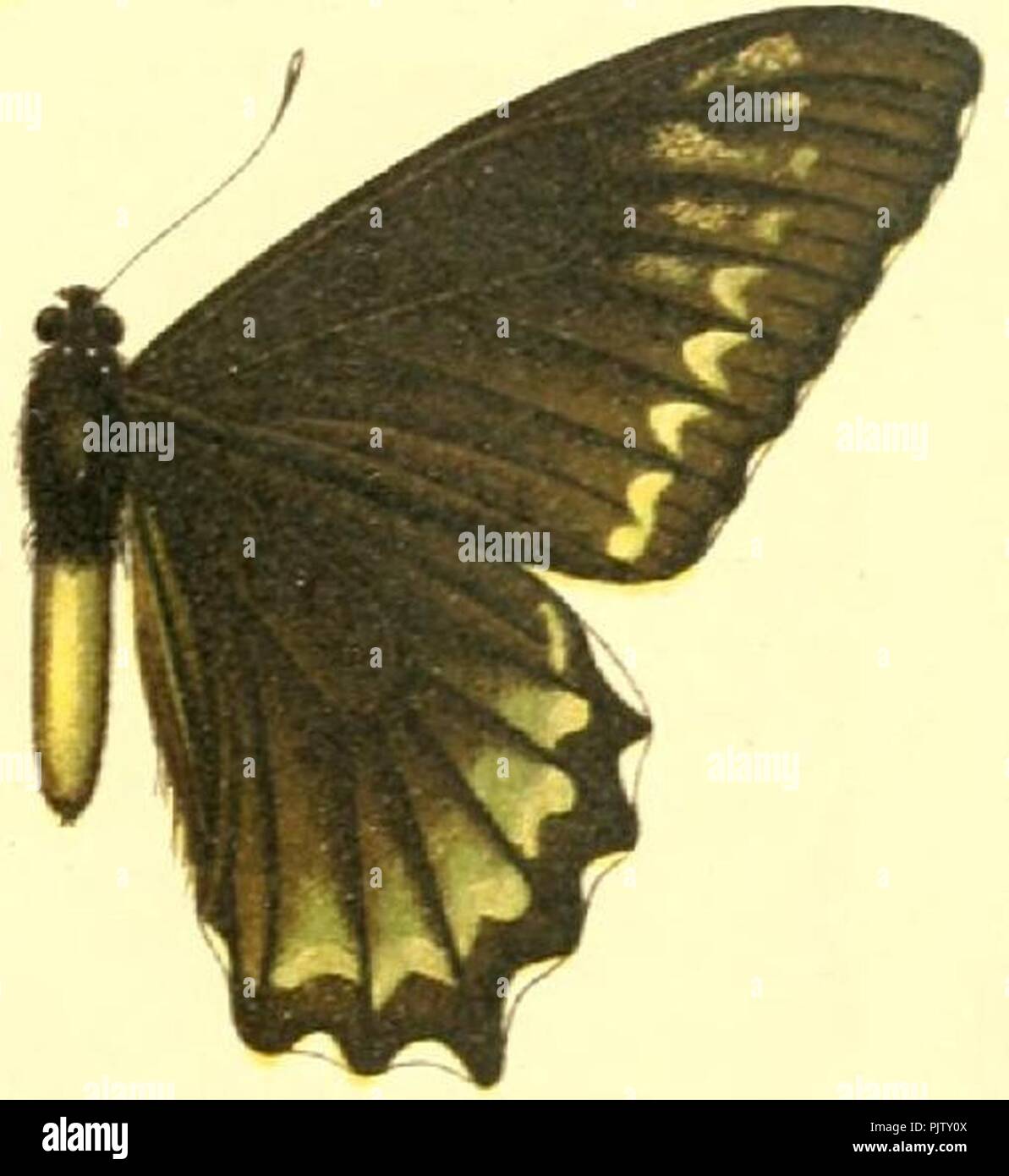 Philetas hi-res stock photography and images - Alamy