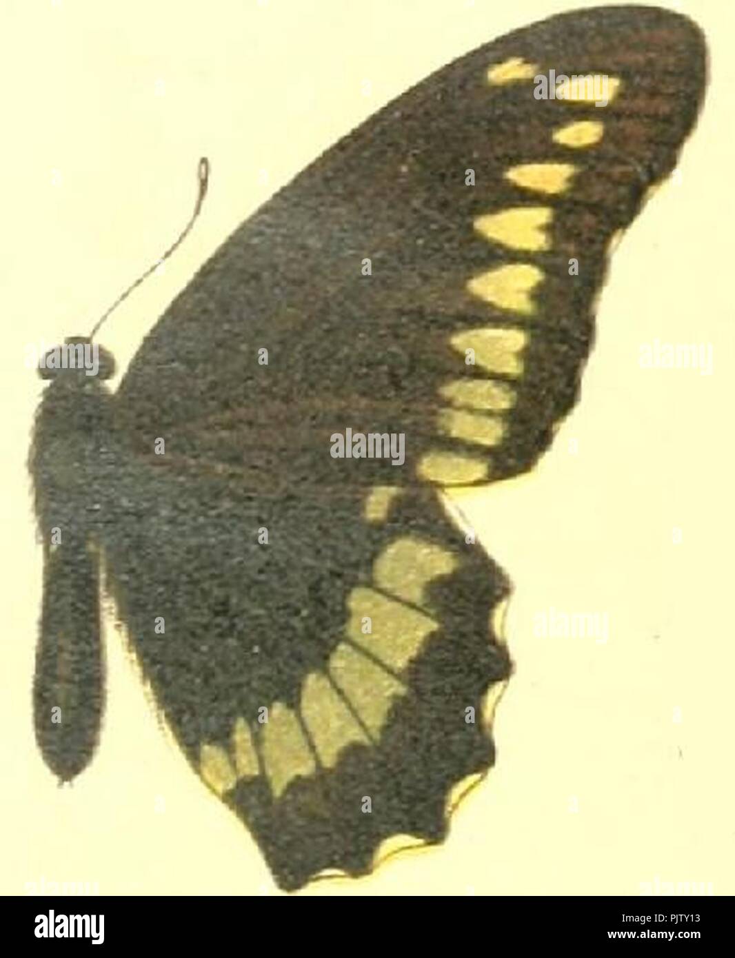 Polydamas battus hi-res stock photography and images - Alamy