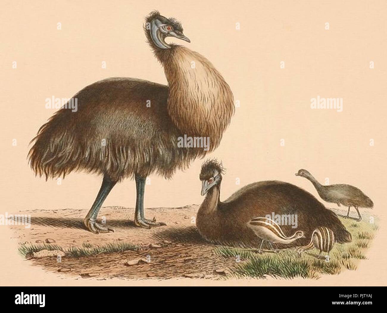 Baudin hi-res stock photography and images - Alamy