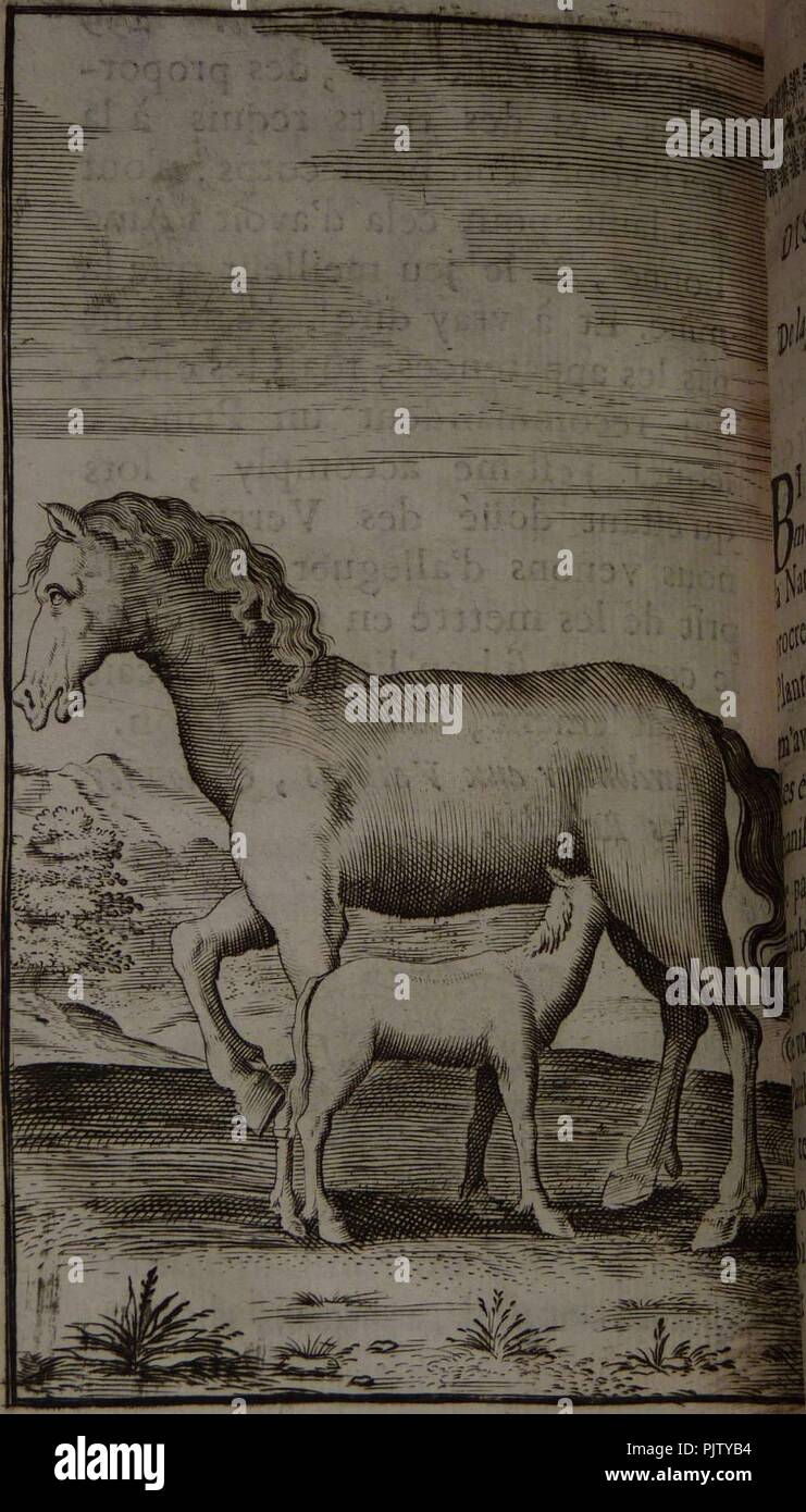 Baudoin i hi-res stock photography and images - Alamy