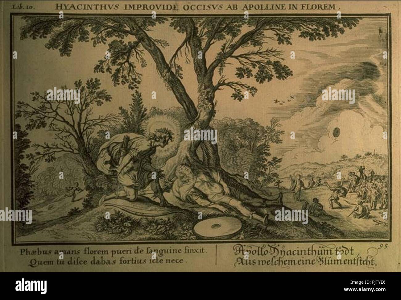 Bauer - Apollo Hyacinth Stock Photo - Alamy