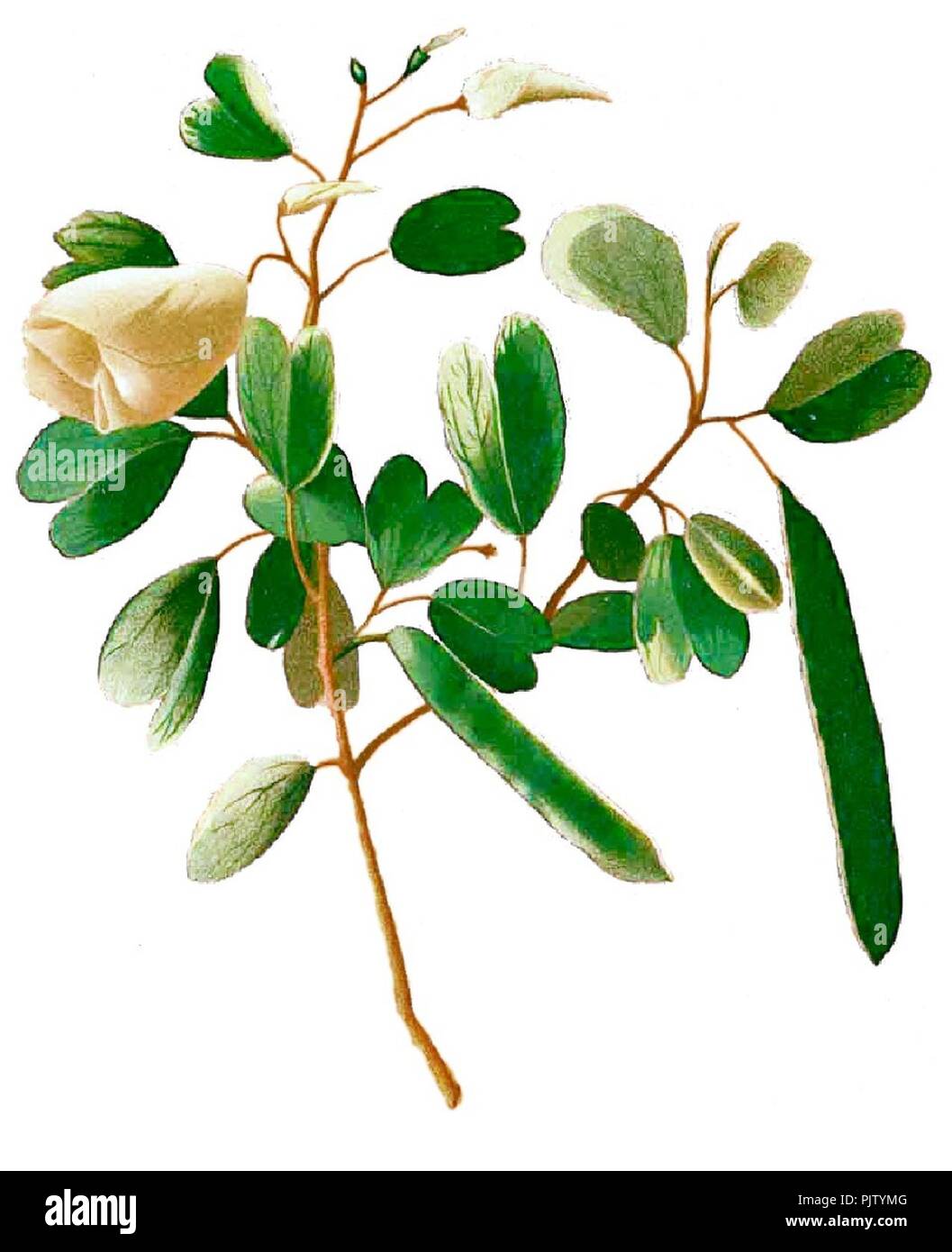 Bauhinia binata Blanco1.119-cropped Stock Photo - Alamy