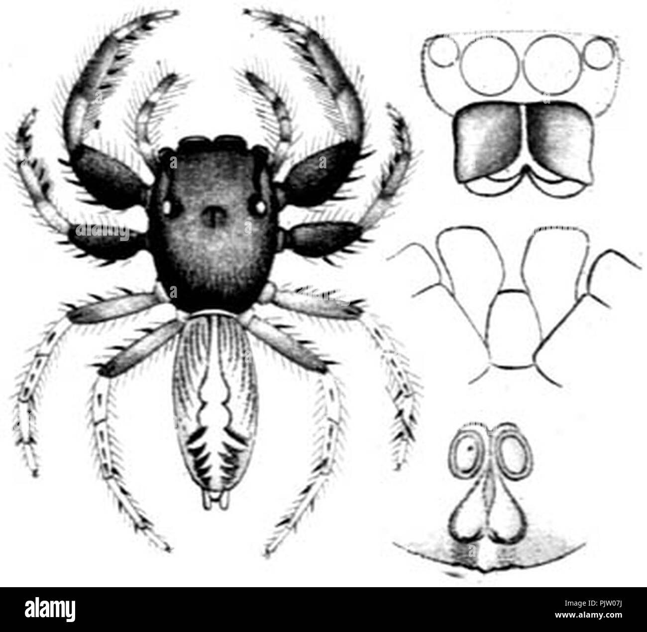 Bavia Cut Out Stock Images & Pictures - Alamy