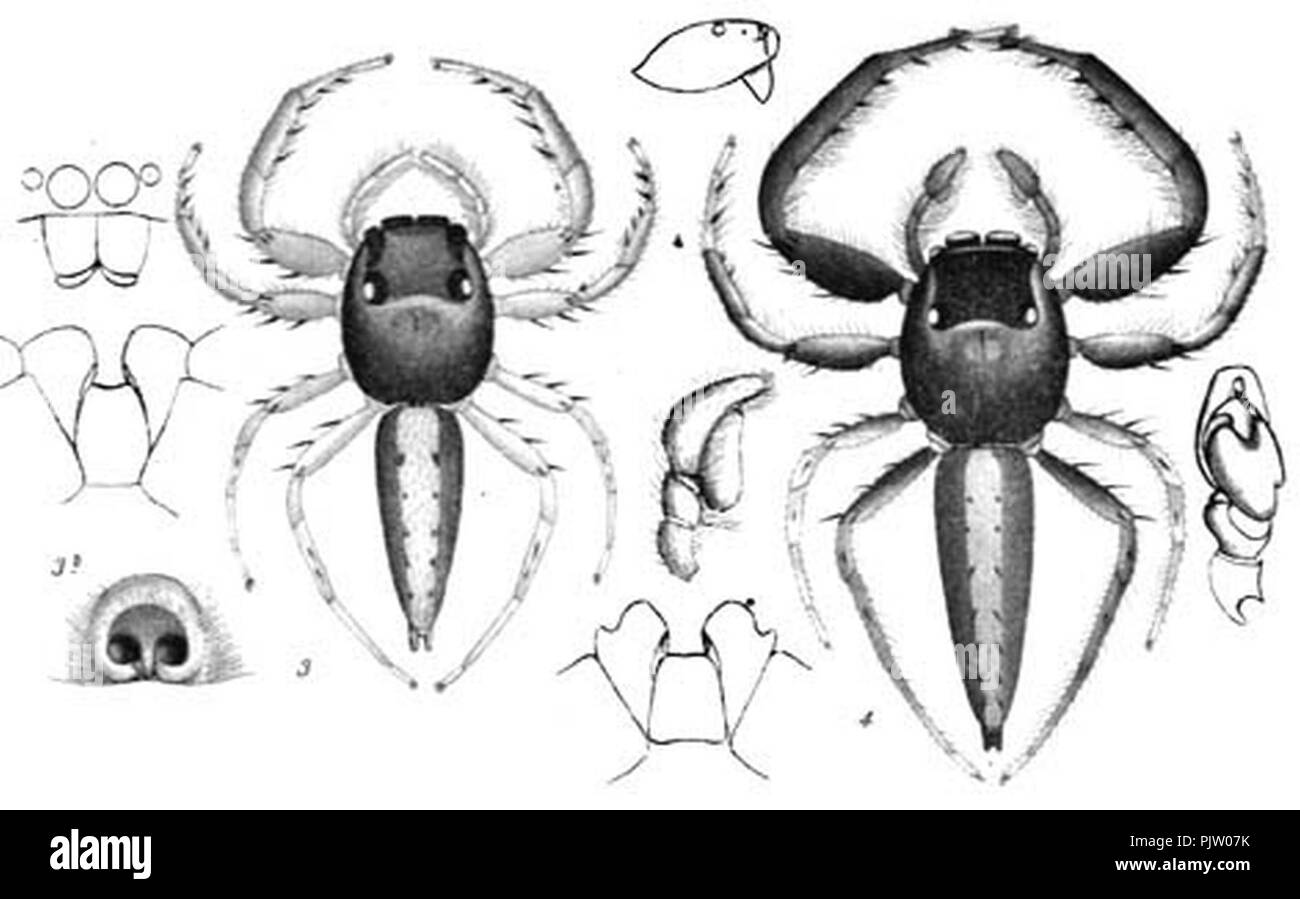 Bavia hi-res stock photography and images - Alamy