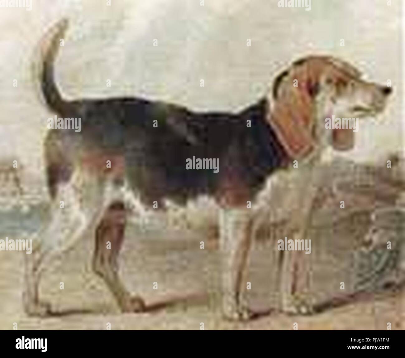 Beagle historical hi-res stock photography and images - Alamy
