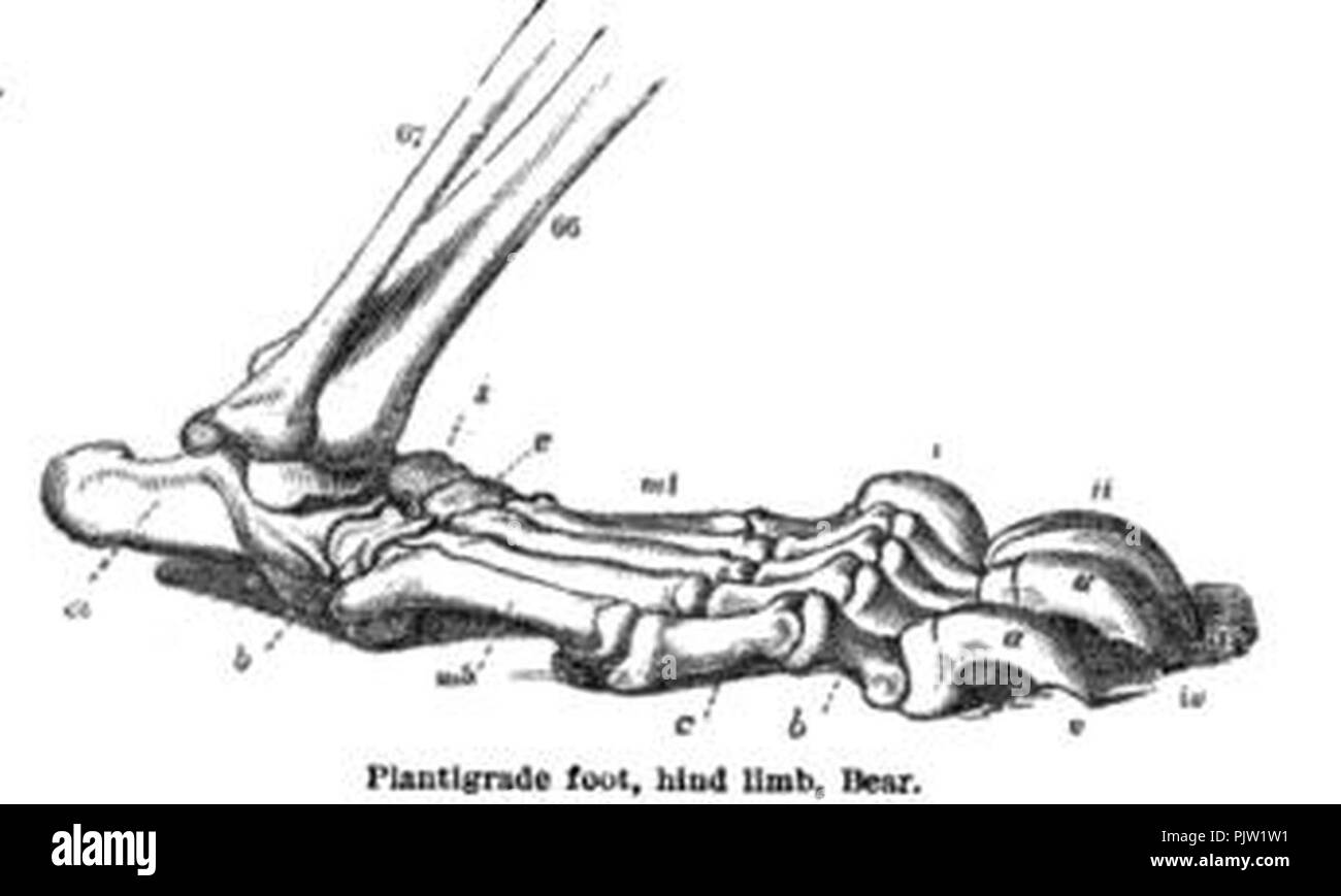 Bear reference hi-res stock photography and images - Alamy