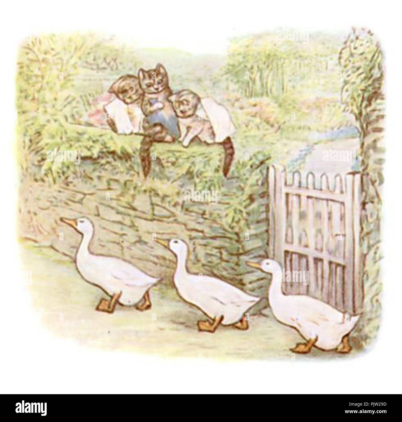 Beatrix Potter - The Tale of Tom Kitten - Illustration from p 44 Stock ...