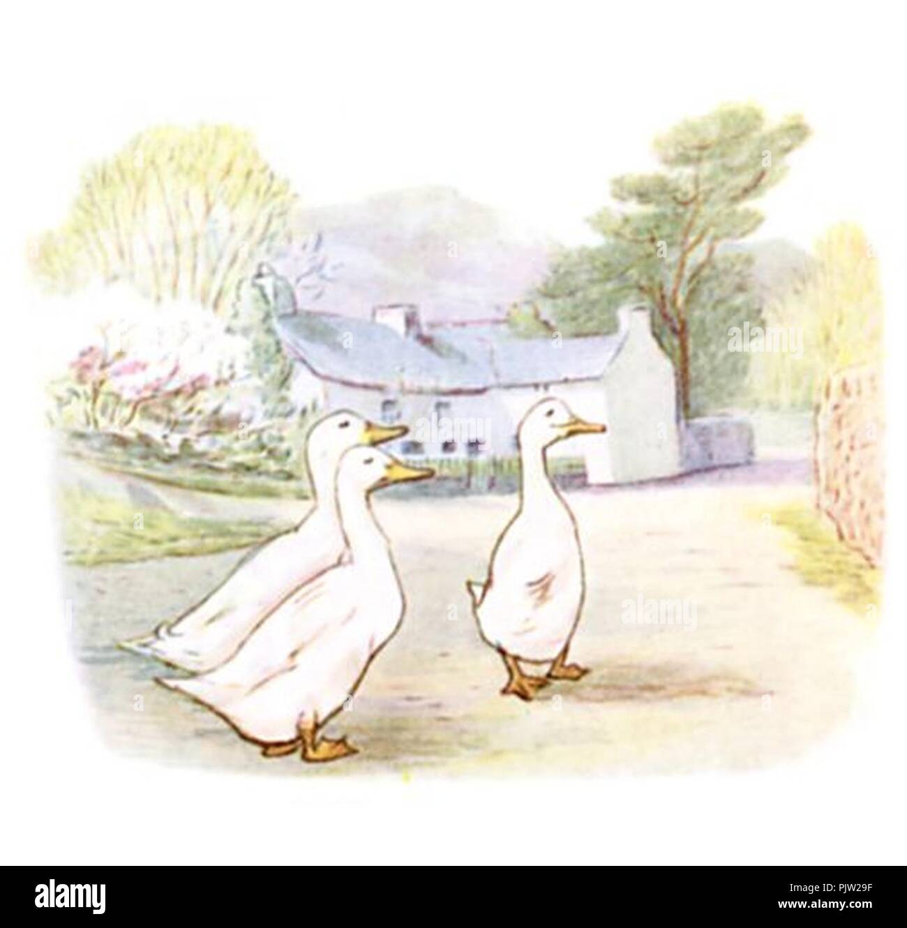 Beatrix Potter - The Tale of Tom Kitten - Illustration from p 47 Stock ...