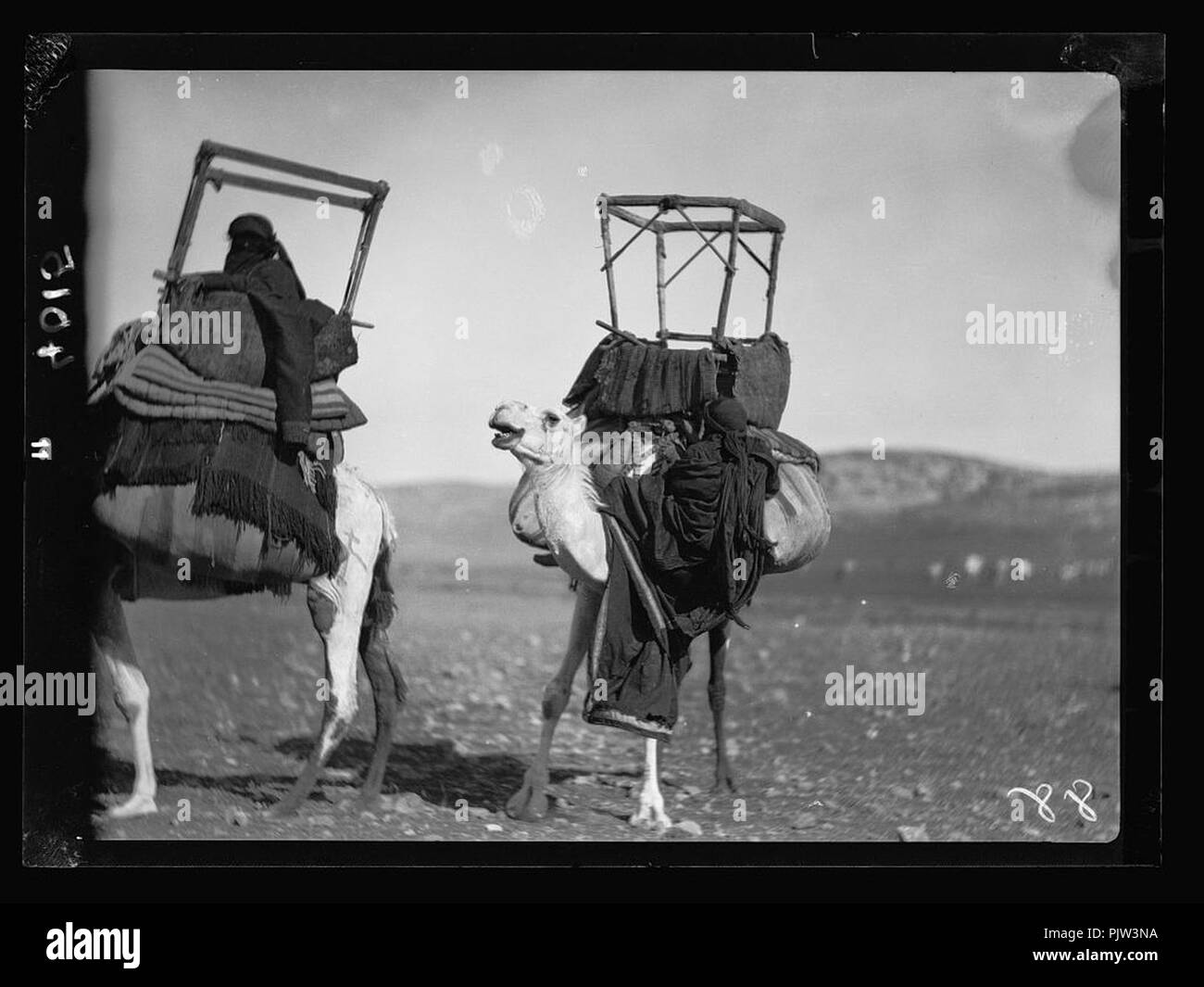 Bedouin life in Trans-Jordan. Mounting a camel while on the march ...