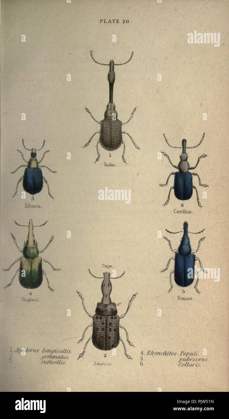 Beetles (Plate 20 Stock Photo - Alamy