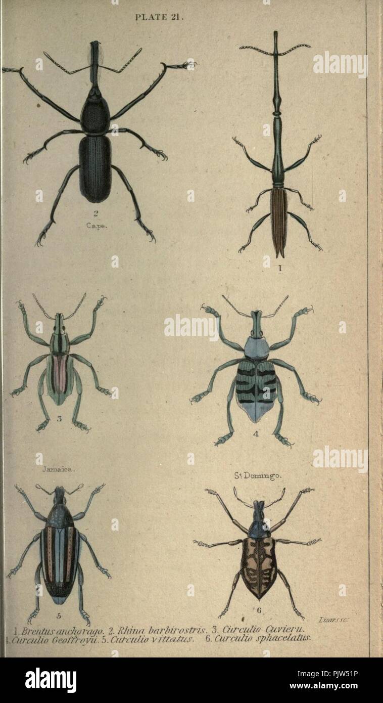 21 plate hi-res stock photography and images - Alamy