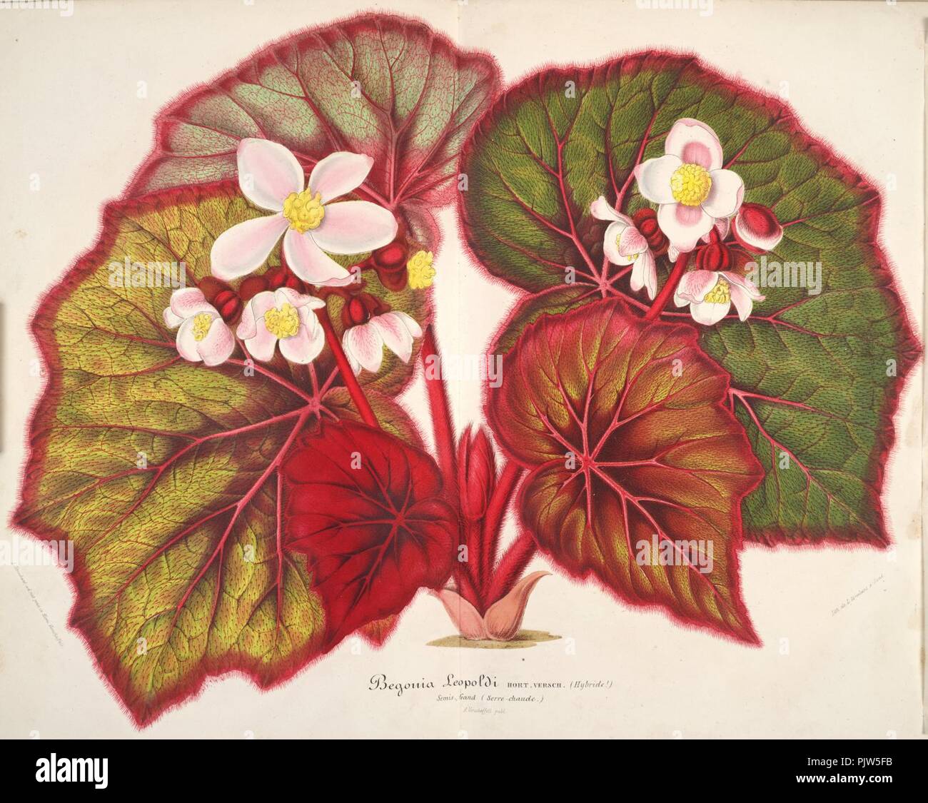 Begonia × leopoldii Stock Photo - Alamy