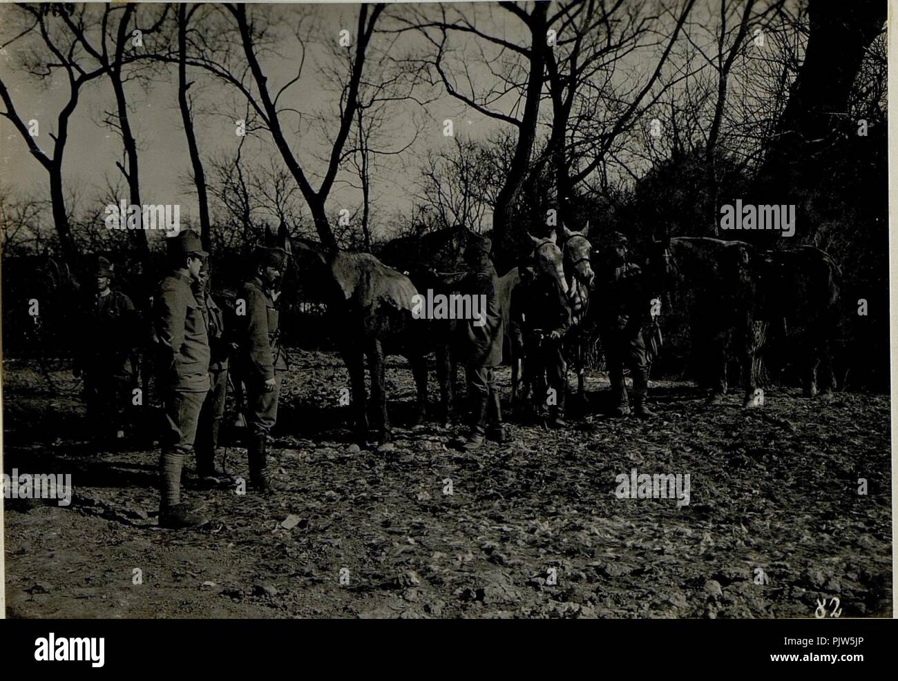 Behandlung maroder Pferde Stock Photo - Alamy