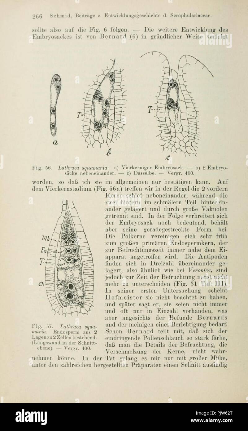 Beihefte zum botanischen Centralblatt (Page 266 Stock Photo - Alamy
