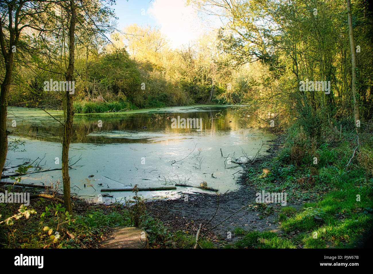 An algae covered still pond Stock Photo - Alamy