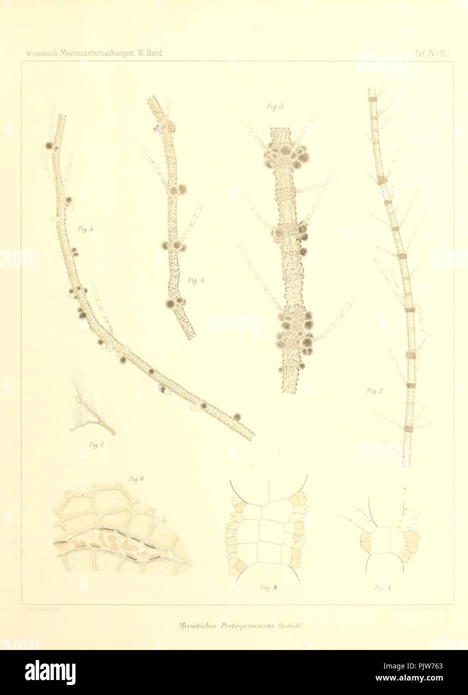 Meeresalgen hi-res stock photography and images - Alamy