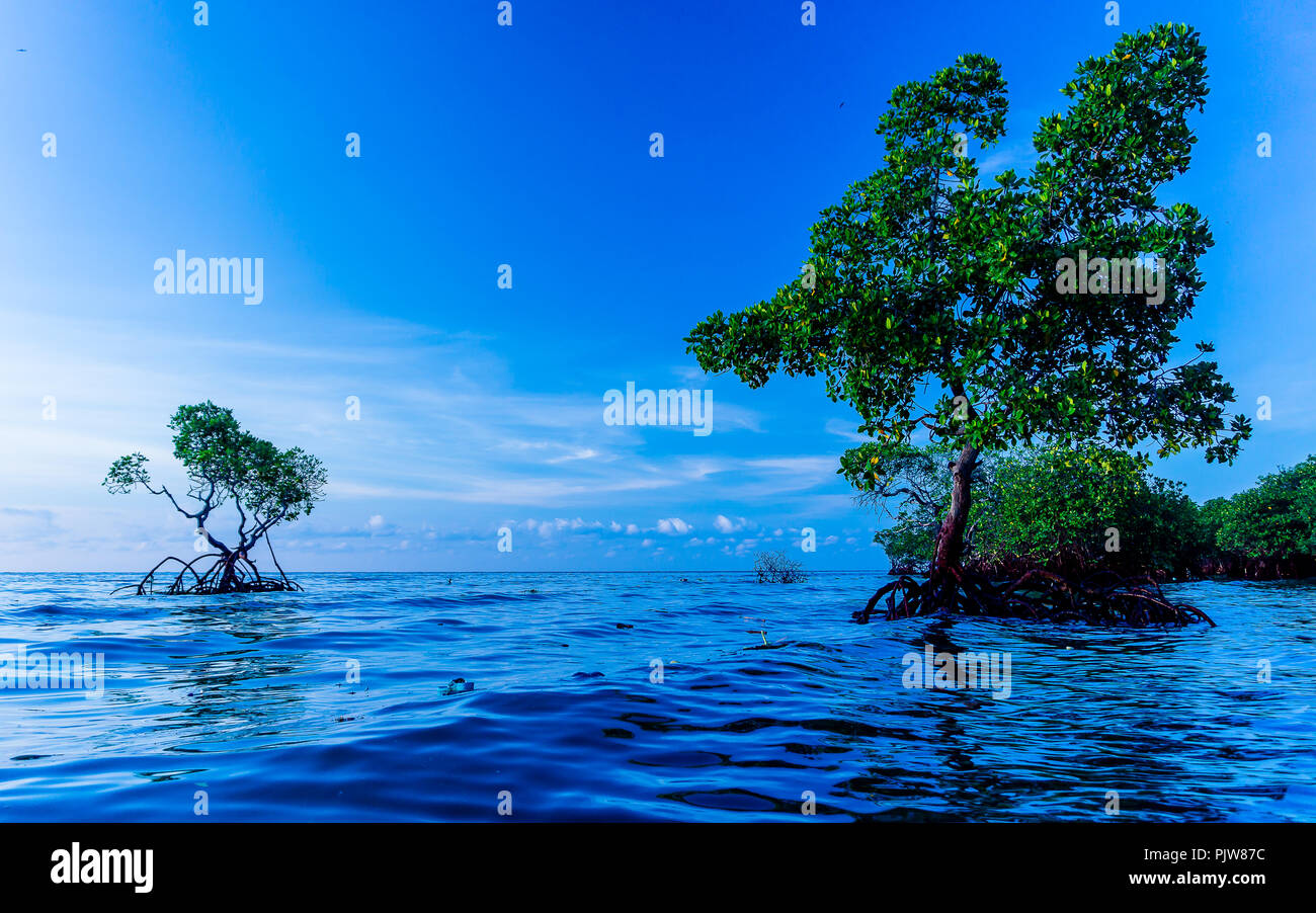Two mangrove tree with blue sky and ocean at Gonda Mangrove Park Stock ...