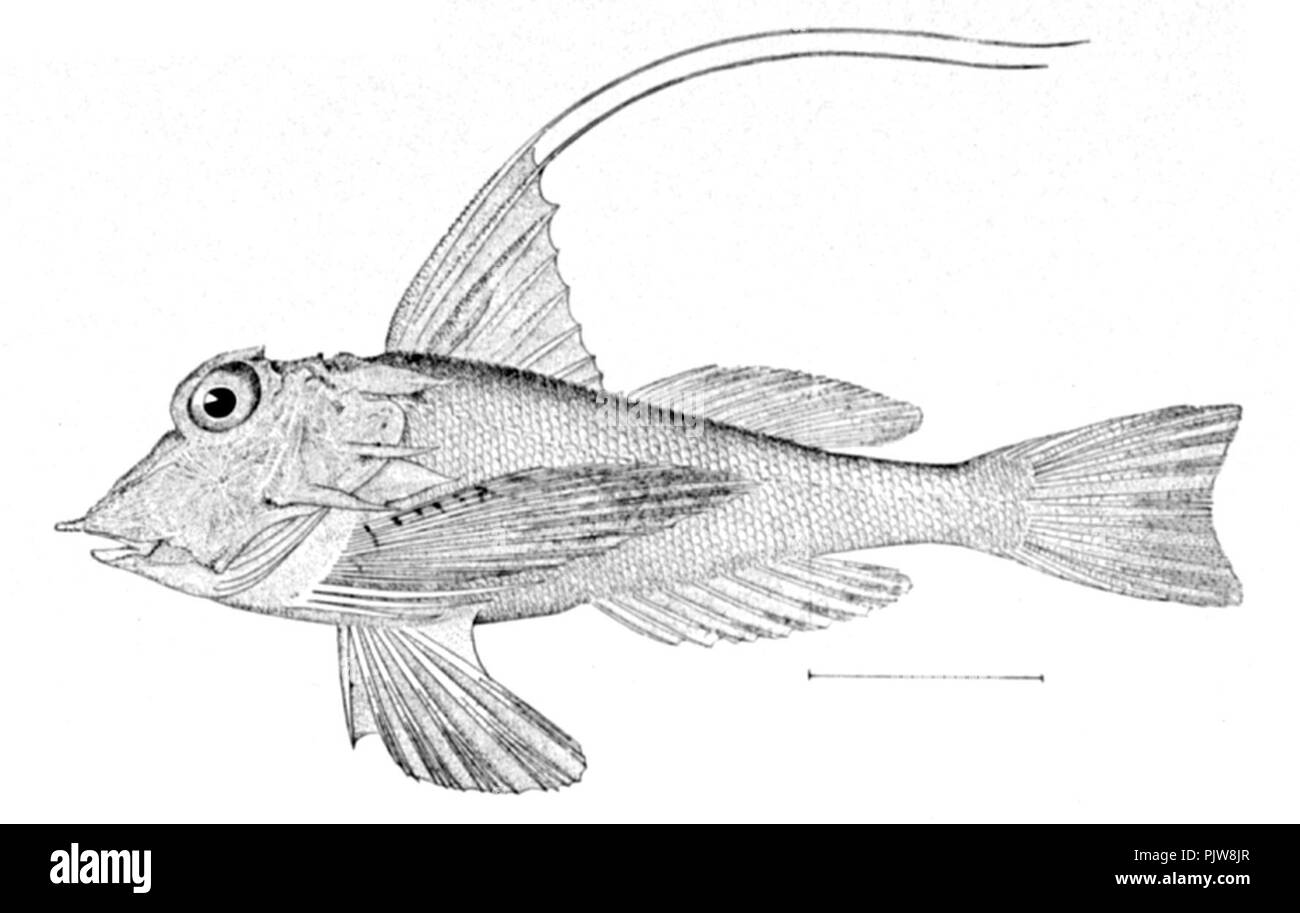 Bellator photo hi-res stock photography and images - Alamy