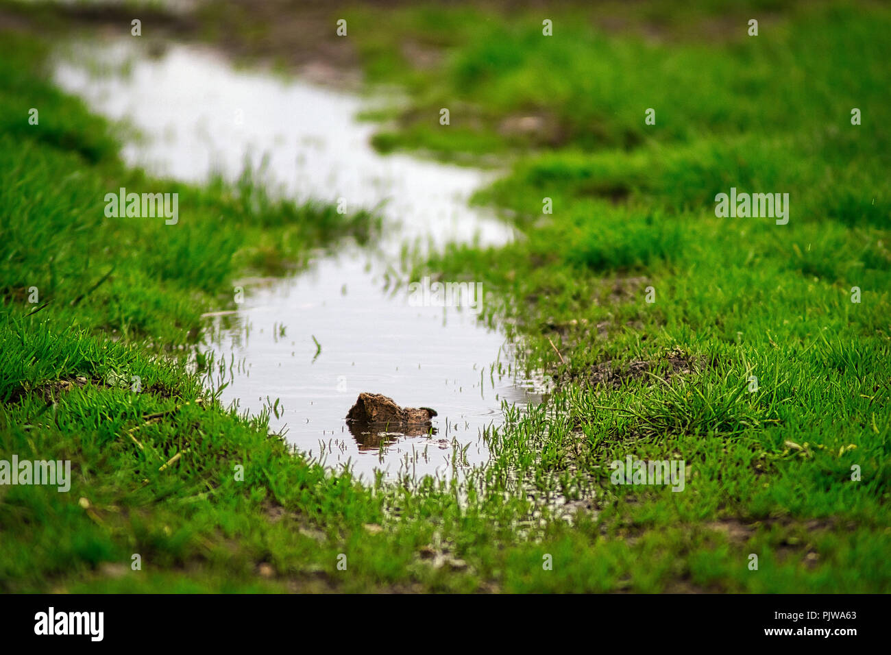 Puddle grass hi-res stock photography and images - Alamy