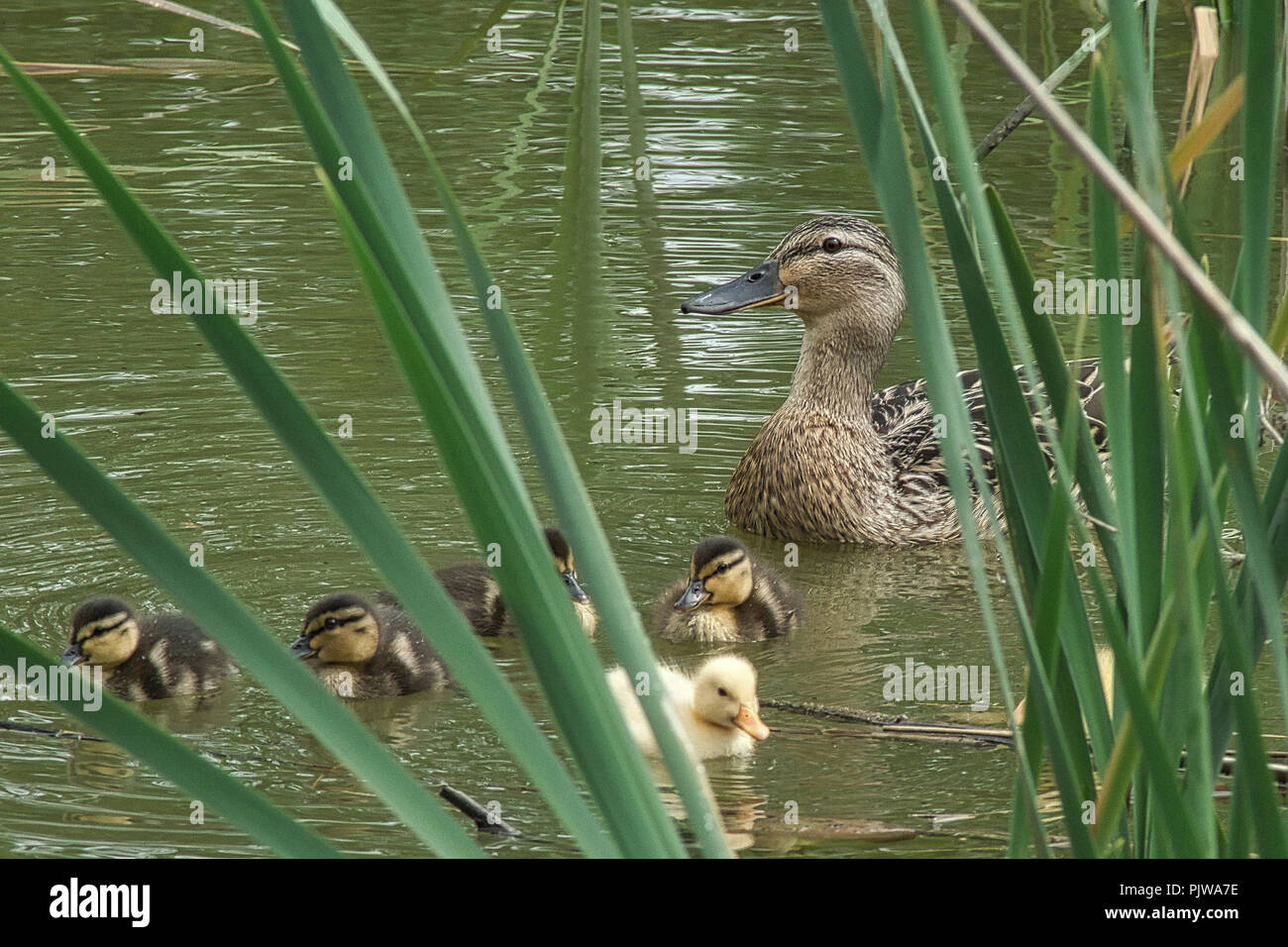 Mother duck and her ducklings Stock Photo - Alamy