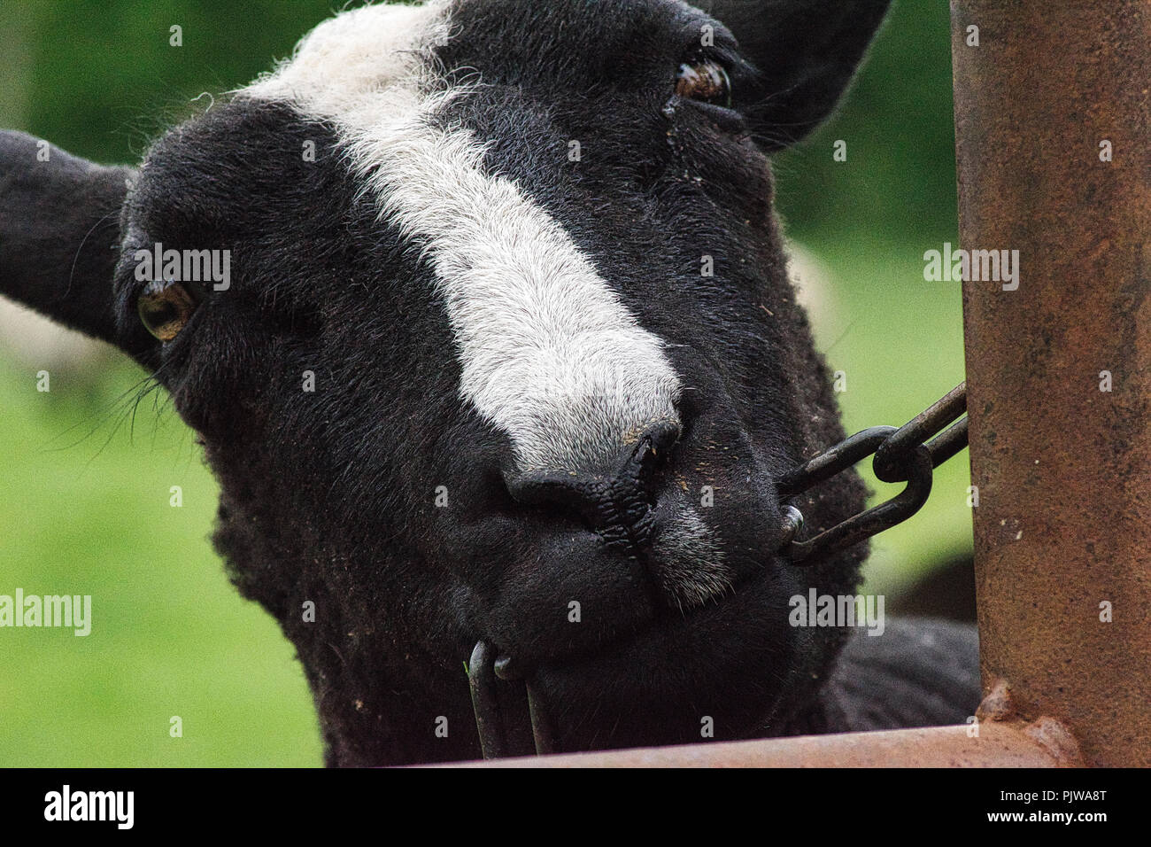 A black sheep chews on a steel chain Stock Photo - Alamy