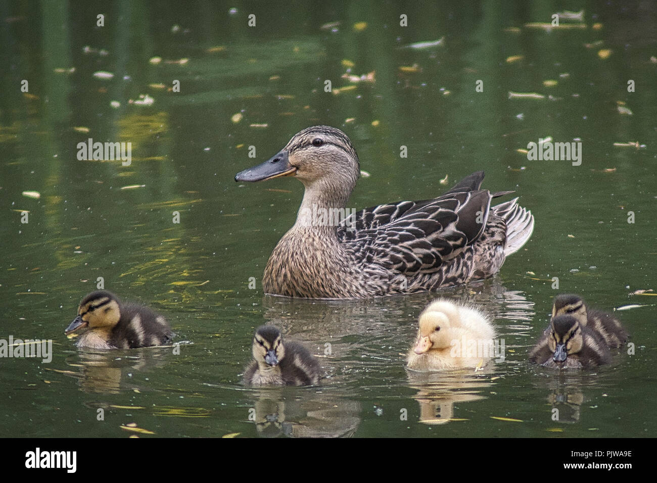 Mother duck and her ducklings Stock Photo - Alamy