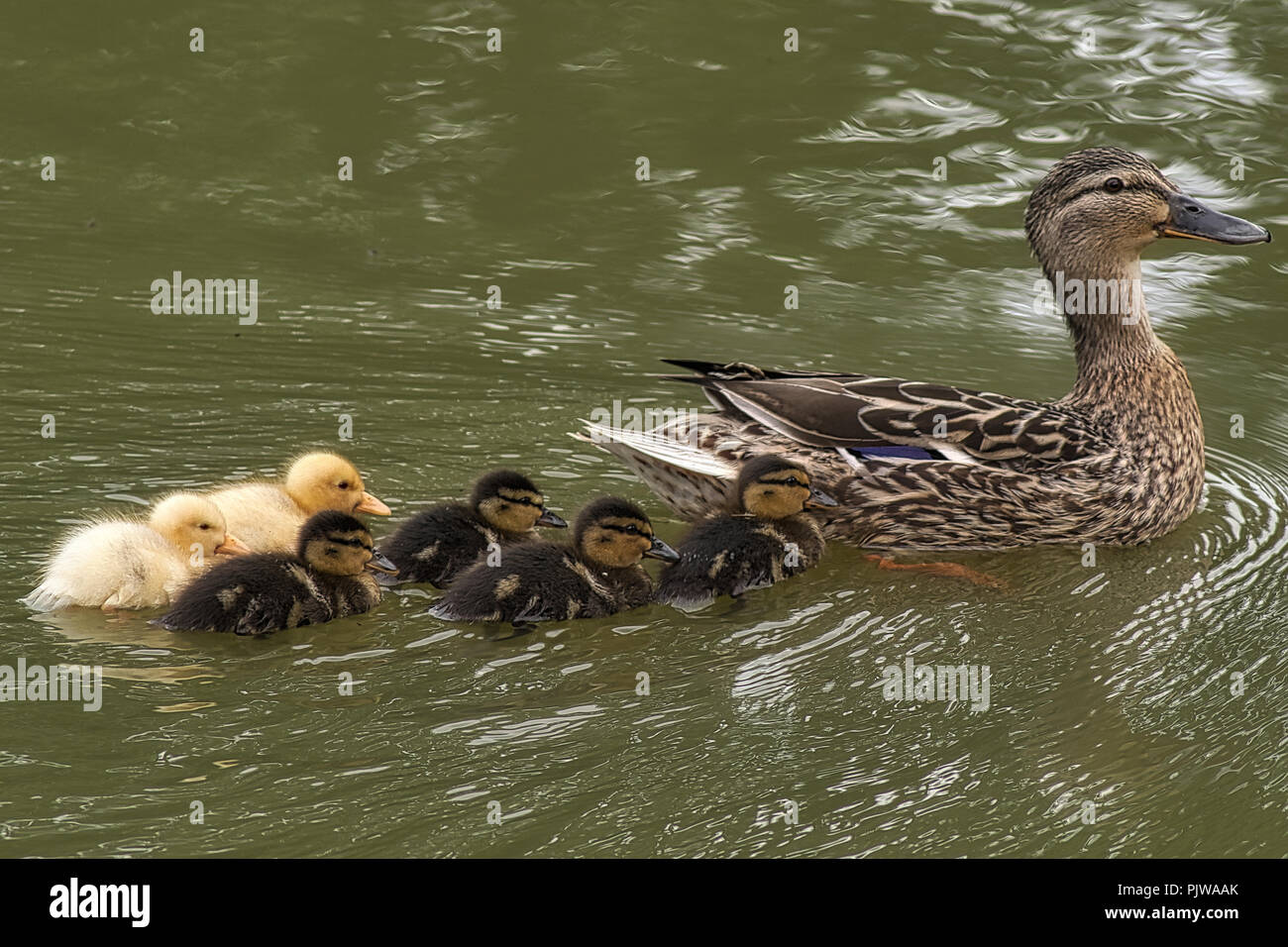 Adult duck and ducklings hi-res stock photography and images - Alamy