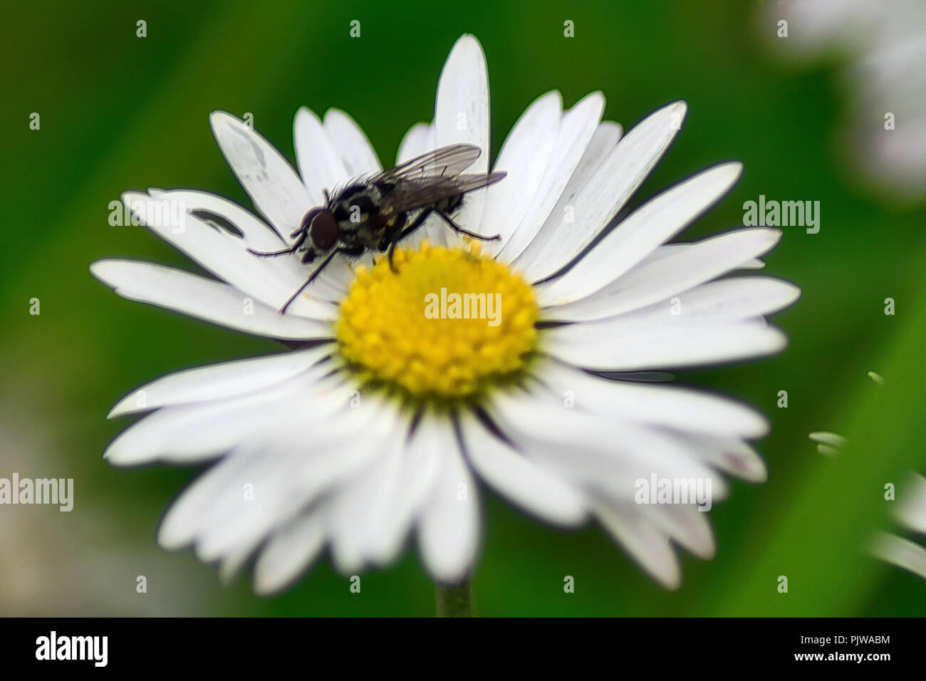Perched on a daisy flower hi-res stock photography and images - Alamy