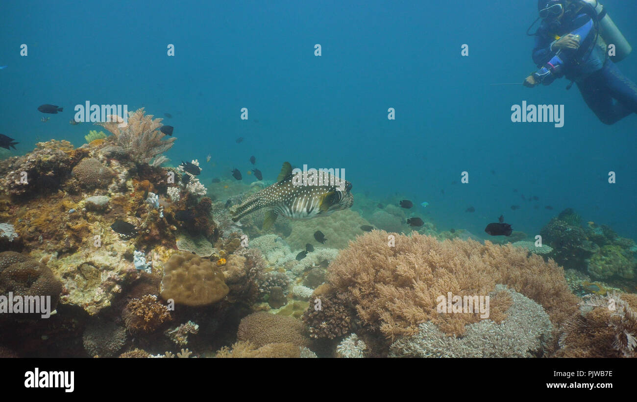Fish and coral reef at diving. Wonderful and beautiful underwater world ...