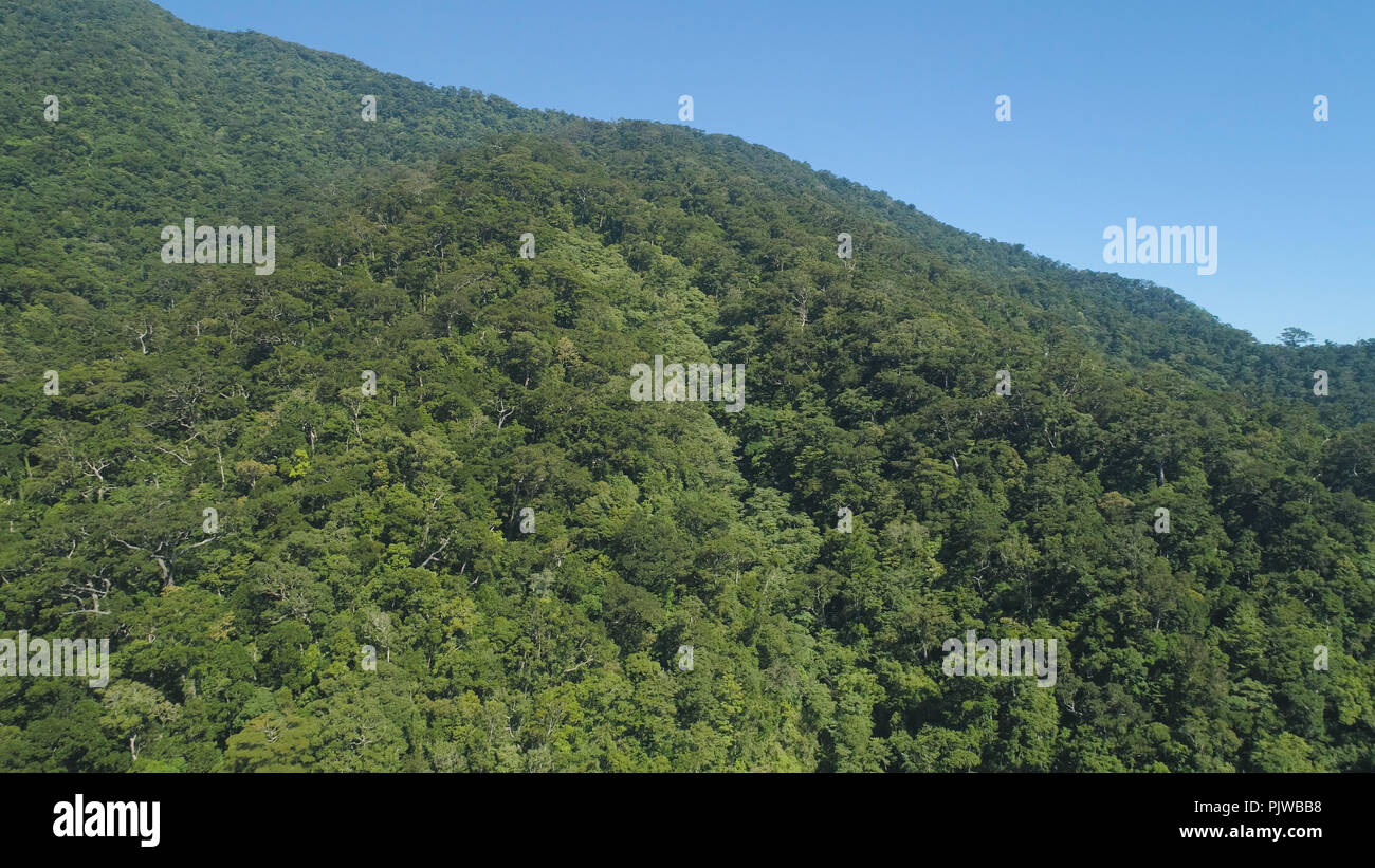 Aerial view of mountains with green forest, trees, jungle with blue sky ...