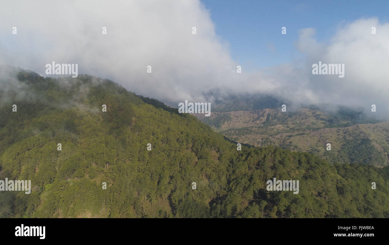 Aerial view of mountains covered forest, trees in clouds and fog ...