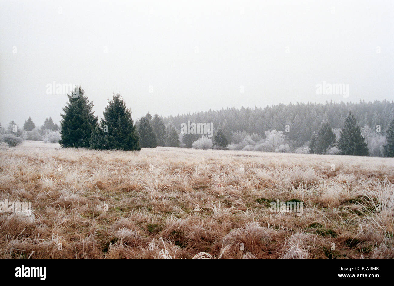 Parc naturel hautes fagnes eifel hi-res stock photography and images ...