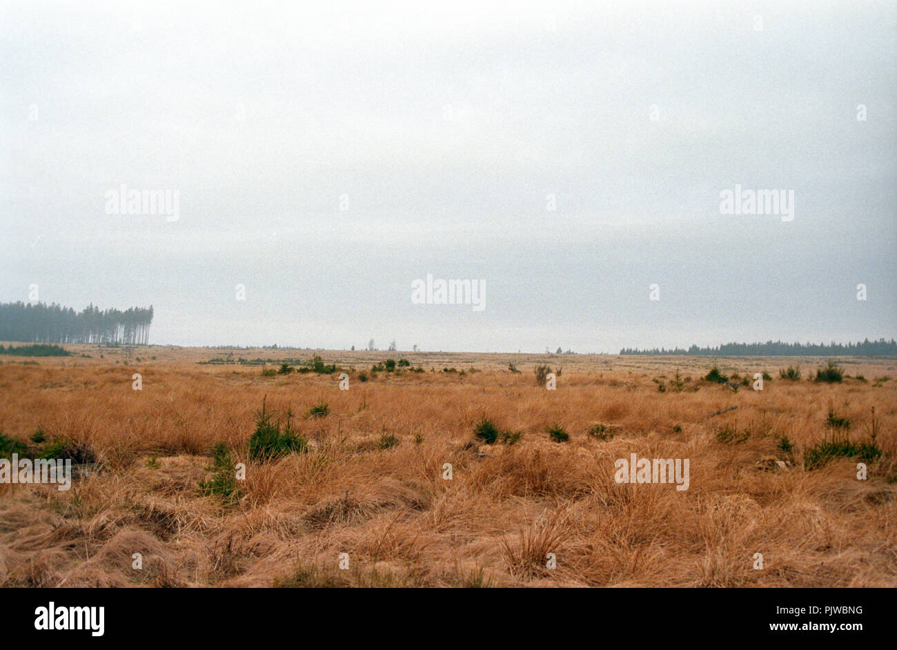 Parc naturel hautes fagnes eifel hi-res stock photography and images ...